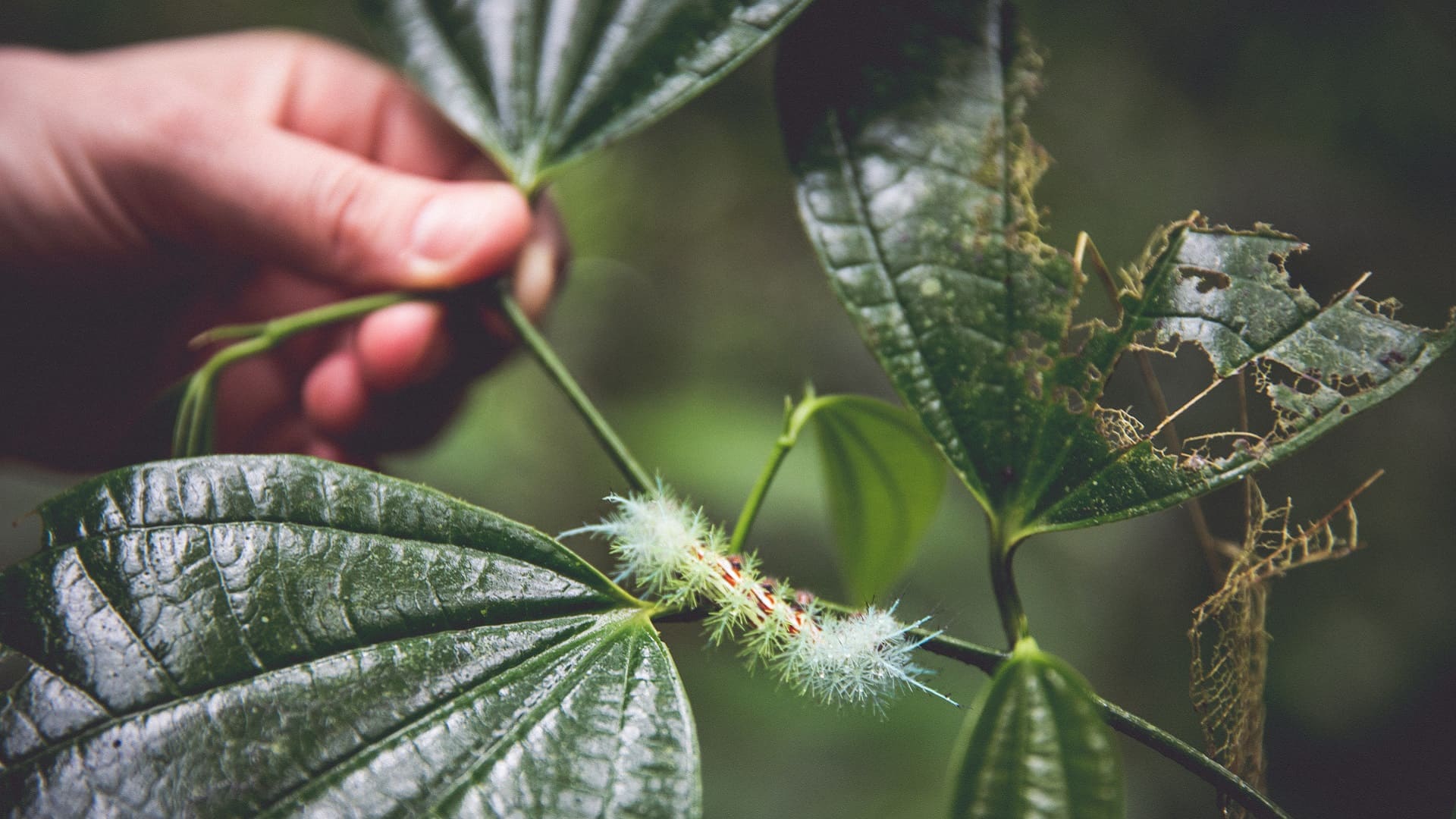 Tracking the insect apocalypse: 22 years of data reveal an imminent ...