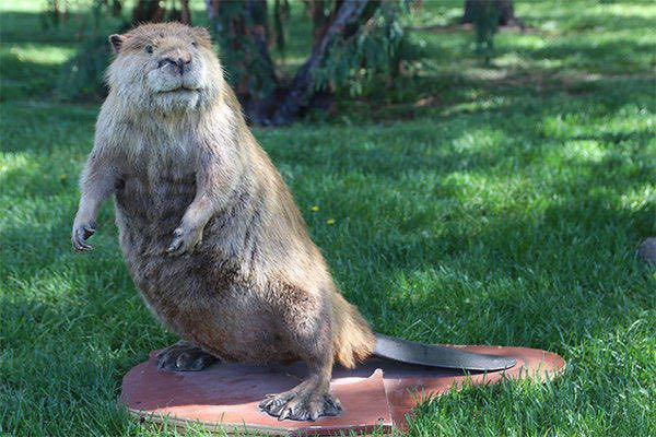 University Libraries gets Closer to the Land during Artown | University ...