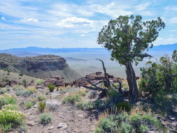 College of Agriculture, Biotechnology & Natural Resources | University ...