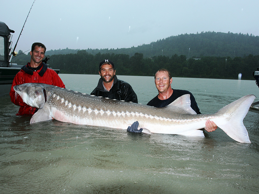 Record White Sturgeon